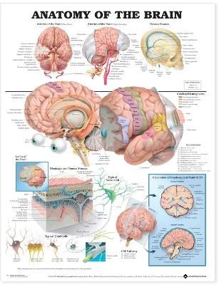 Anatomy of the Brain Anatomical Chart by | Paper Plus