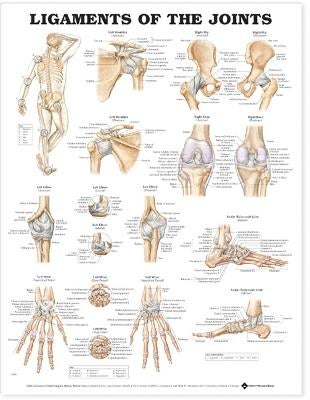 Ligaments of the Joints Anatomical Chart by | Paper Plus