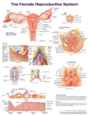 The Female Reproductive System Anatomical Chart by Anatomical Chart ...