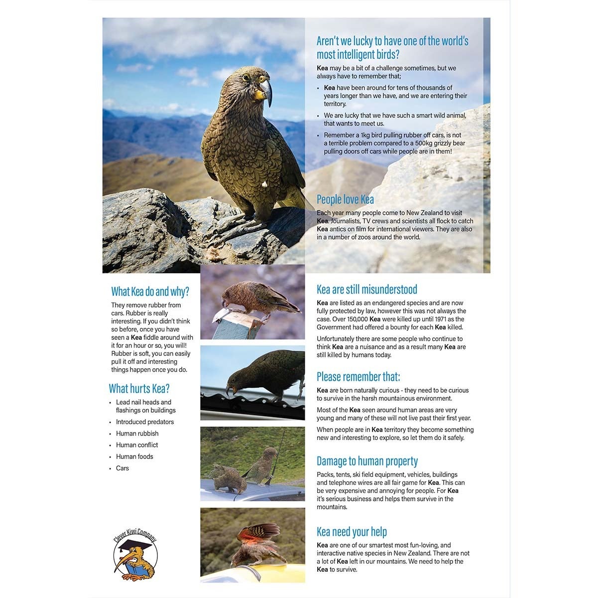 Clever Kiwi Kea Studies Book | Paper Plus