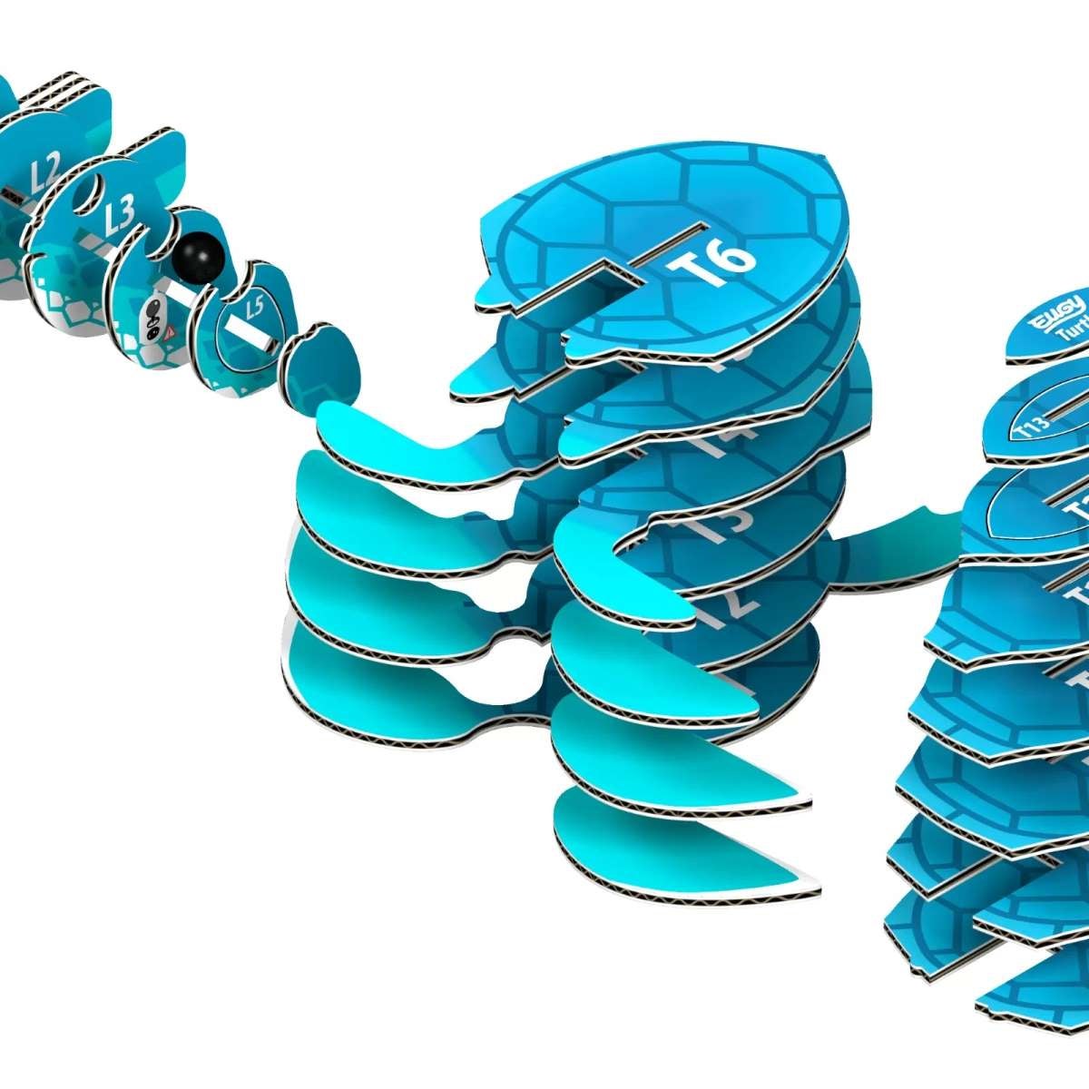 Eugy: Turtle #038- 3D Cardboard Model | Paper Plus