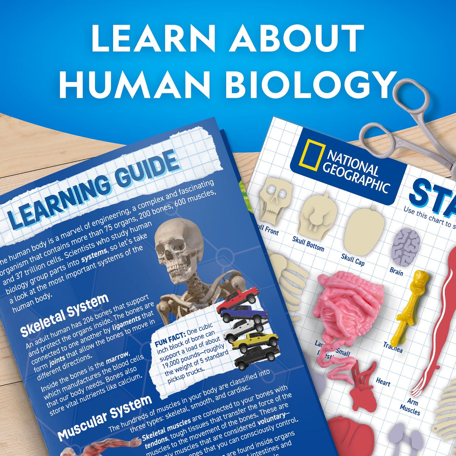 National Geographic Human Body Science Kit | Paper Plus
